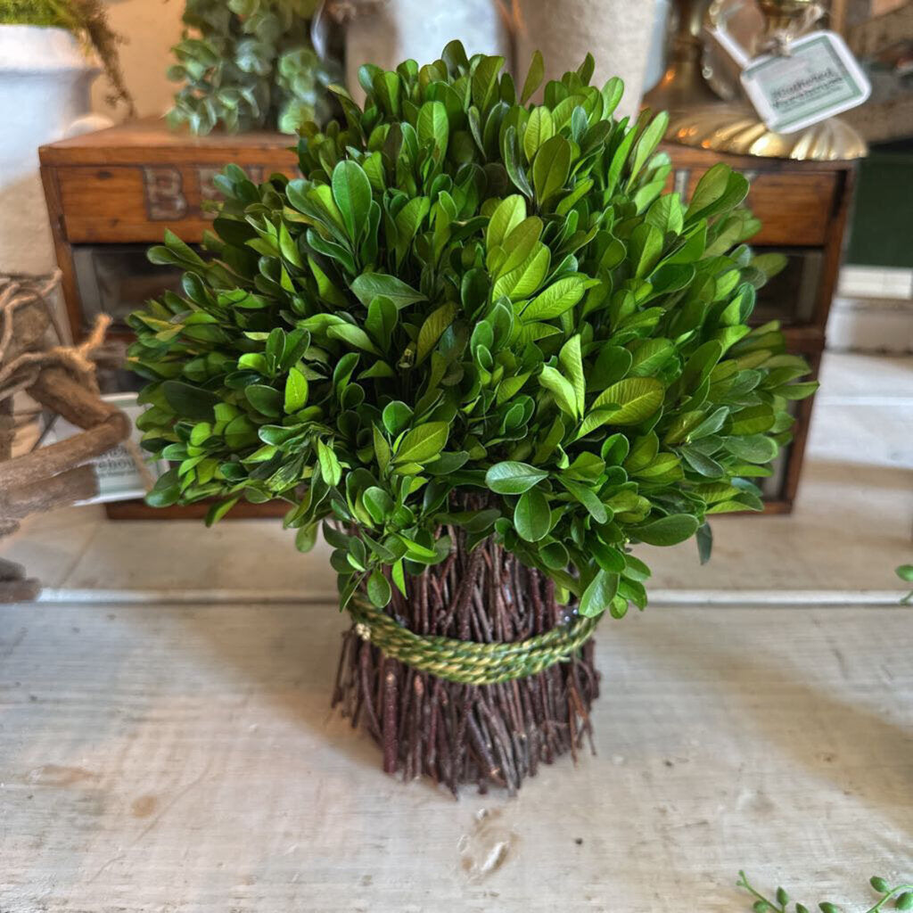 PRESERVED REAL BOXWOOD TOPIARY – The Gathered Warehouse